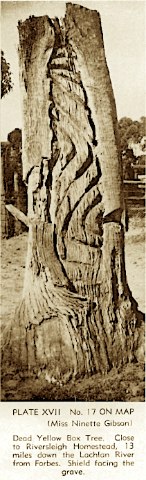 tree-scar – Workers BushTelegraph