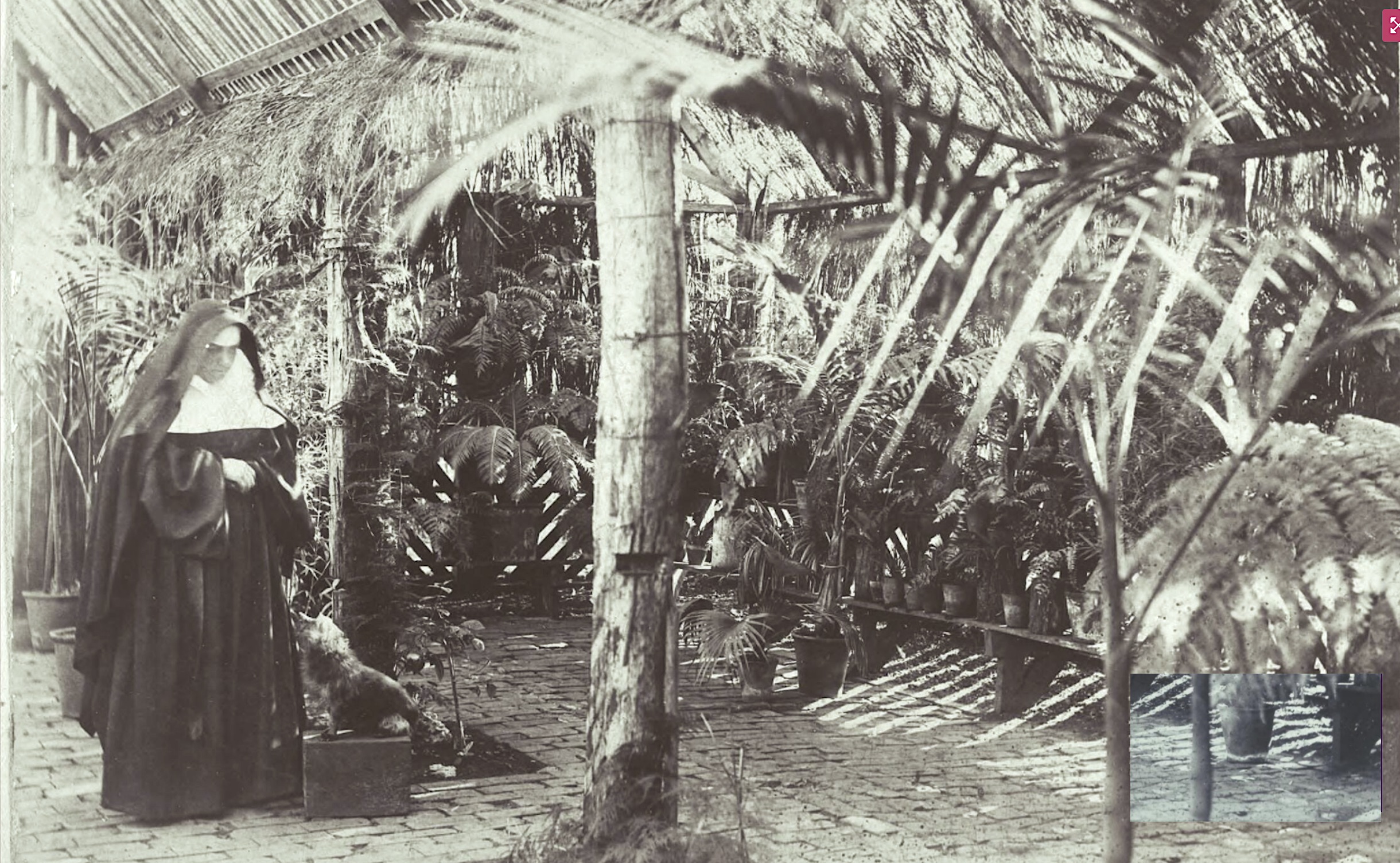 florence-curr-in-fernery-at-nudgee – Workers BushTelegraph